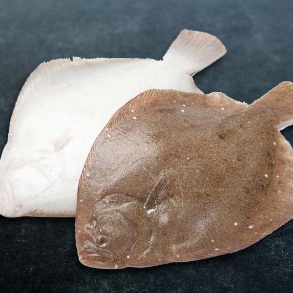 Buy Brill online | Fresh Brill Fillet or Whole